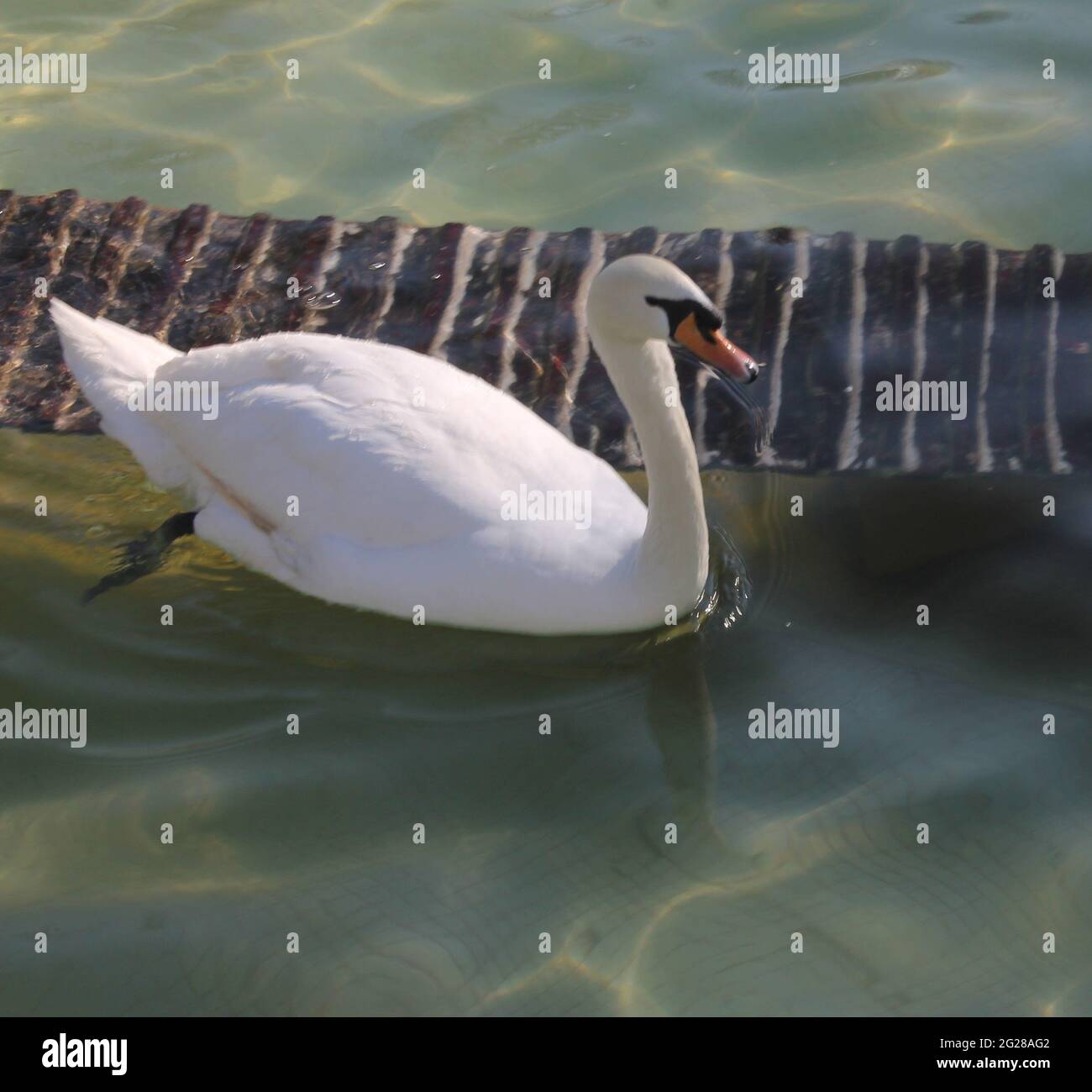 elegant black and white swans swimming in groups in the pool and their ...