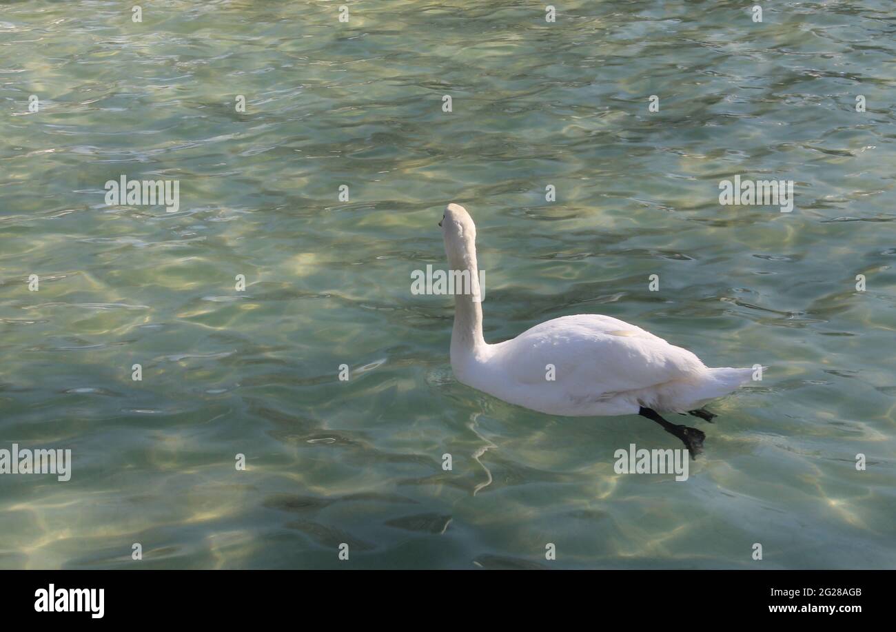 elegant black and white swans swimming in groups in the pool and their ...