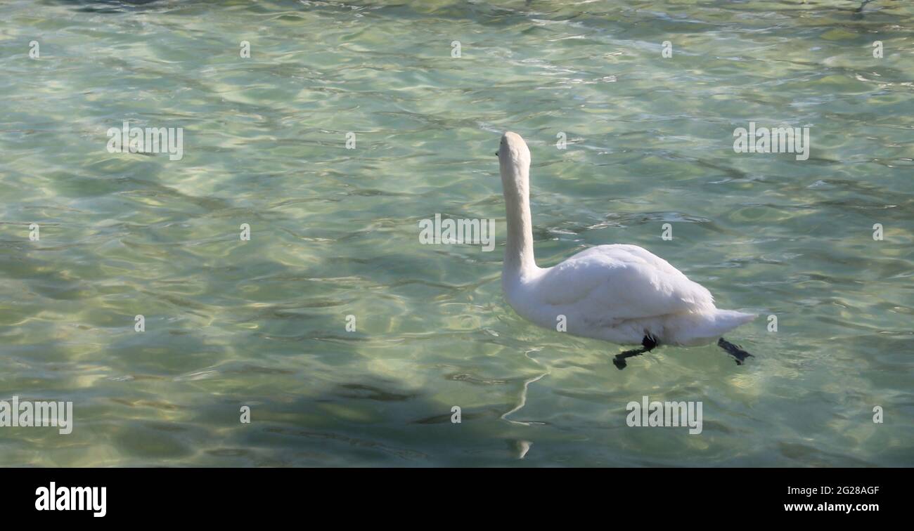 elegant black and white swans swimming in groups in the pool and their ...