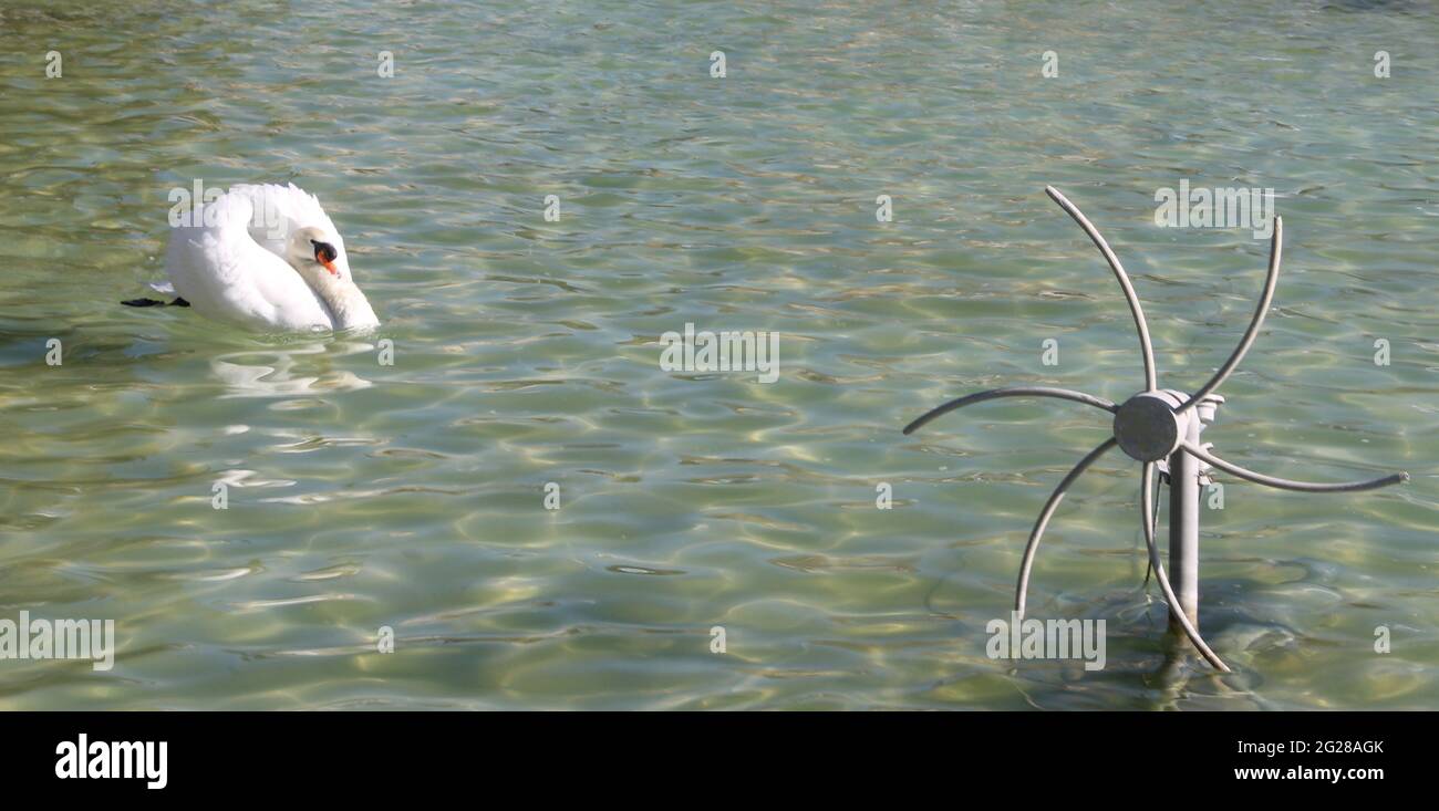 elegant black and white swans swimming in groups in the pool and their ...