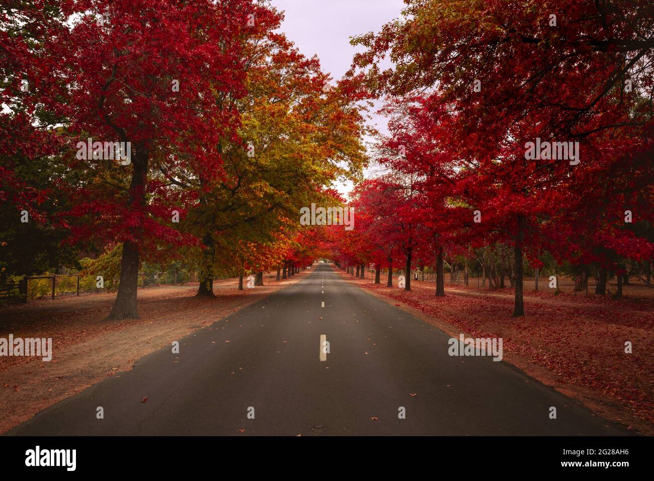 Beautiful Trees in Autumn Lining Streets in Town Stock Photo - Alamy