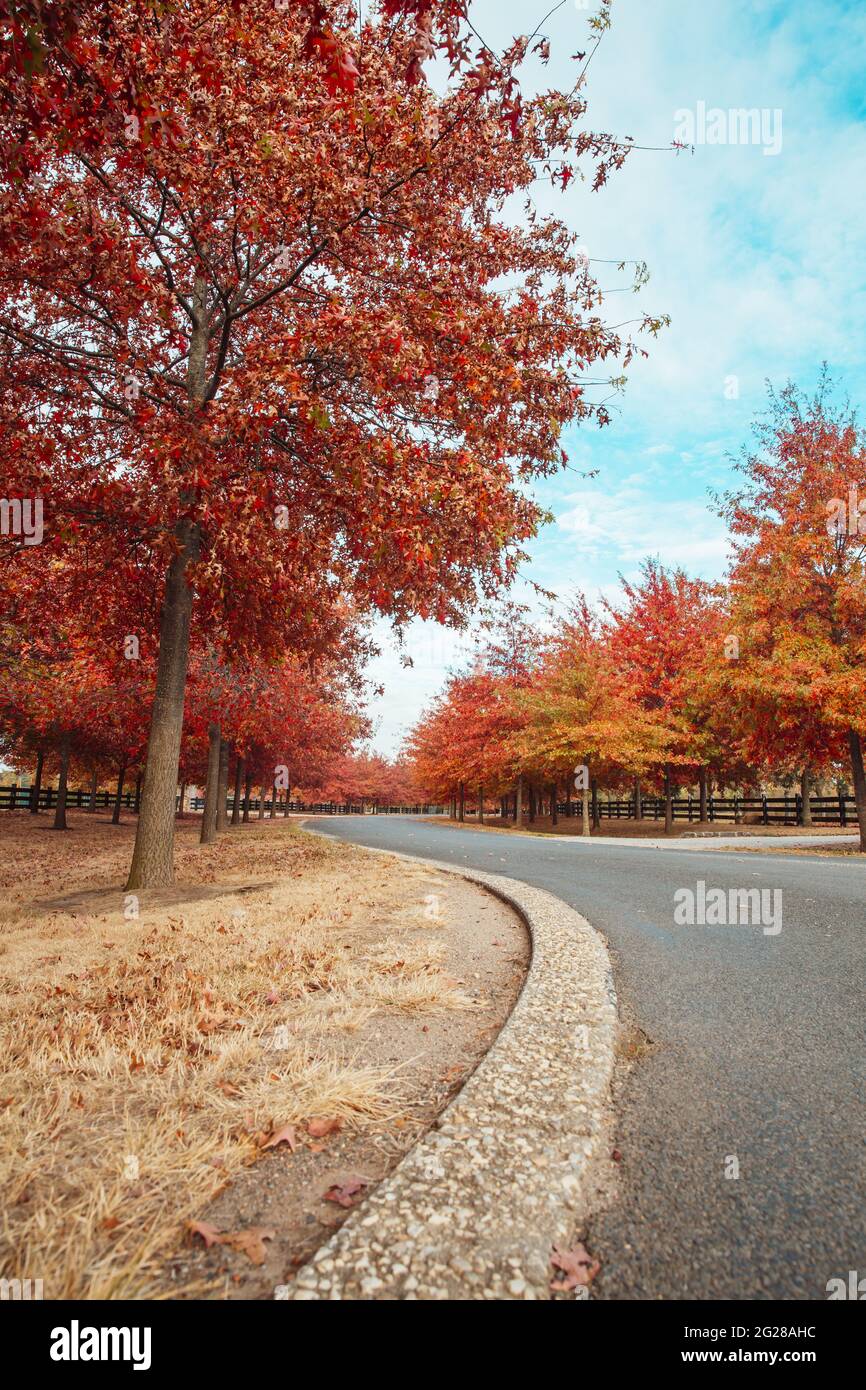 Beautiful Trees in Autumn Lining Streets in Town Stock Photo - Alamy
