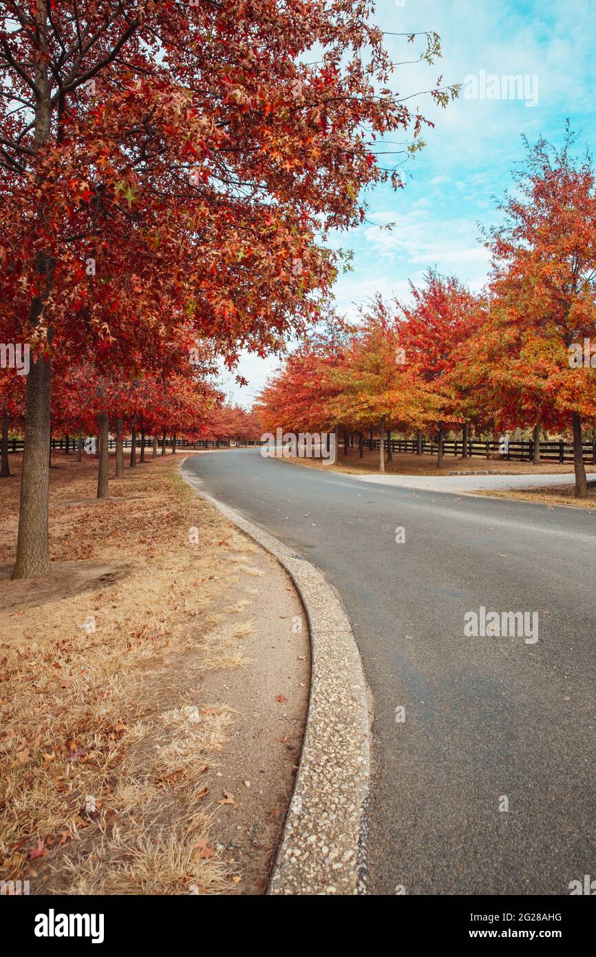 Beautiful Trees in Autumn Lining Streets in Town Stock Photo - Alamy