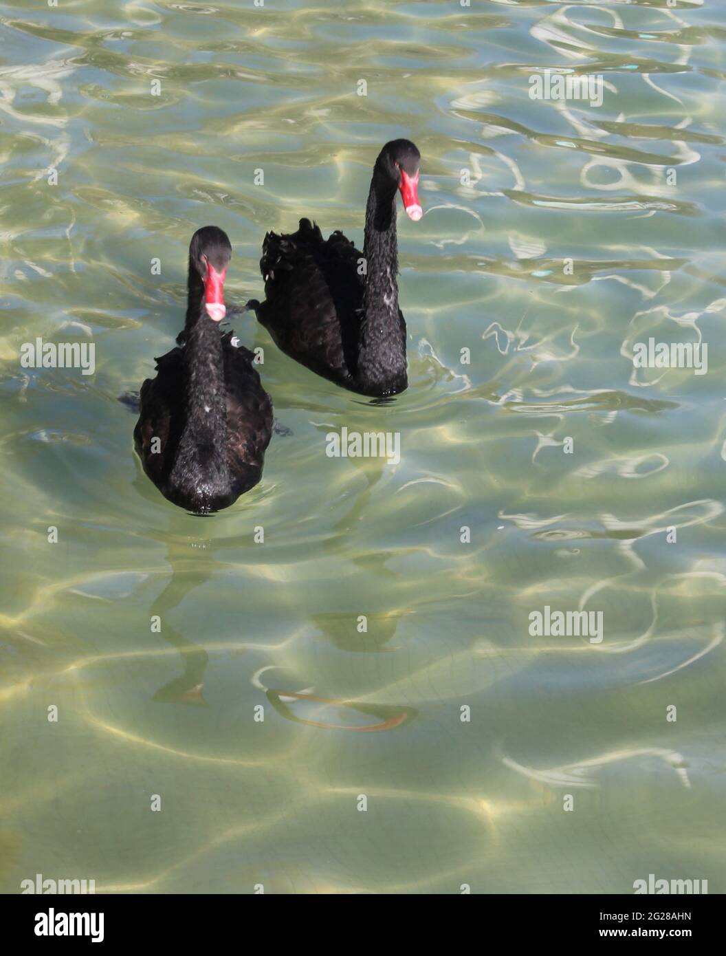 elegant black and white swans swimming in groups in the pool and their ...