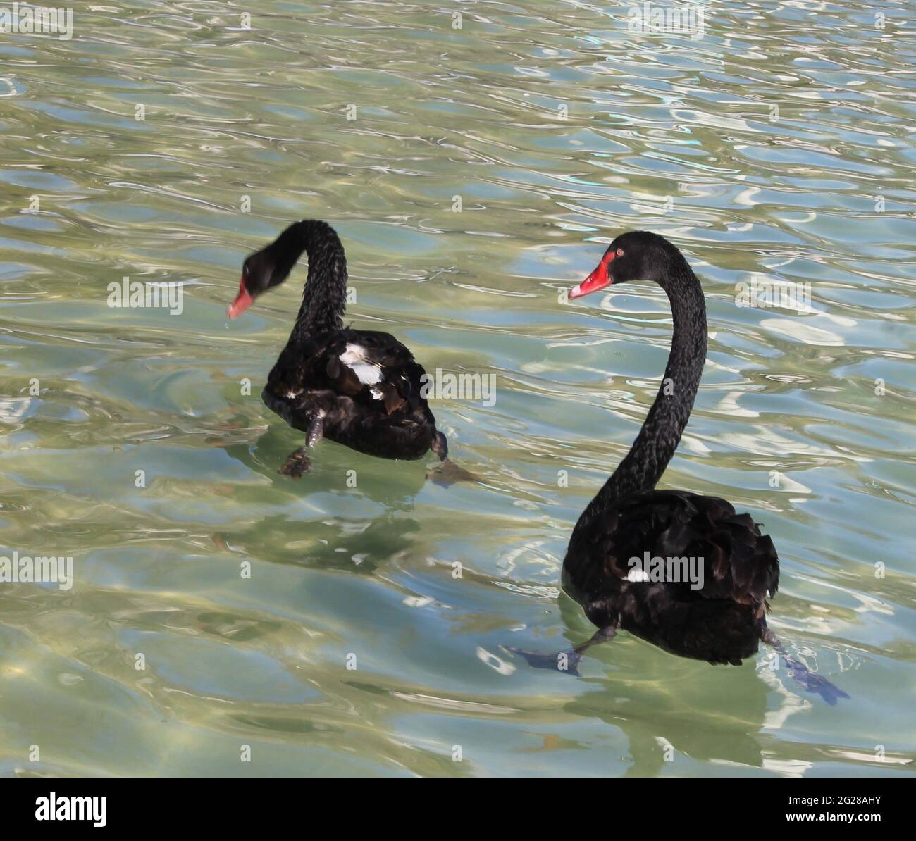 elegant black and white swans swimming in groups in the pool and their ...