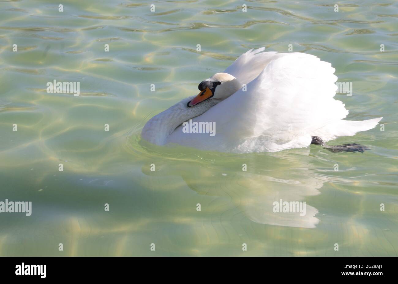 elegant black and white swans swimming in groups in the pool and their ...