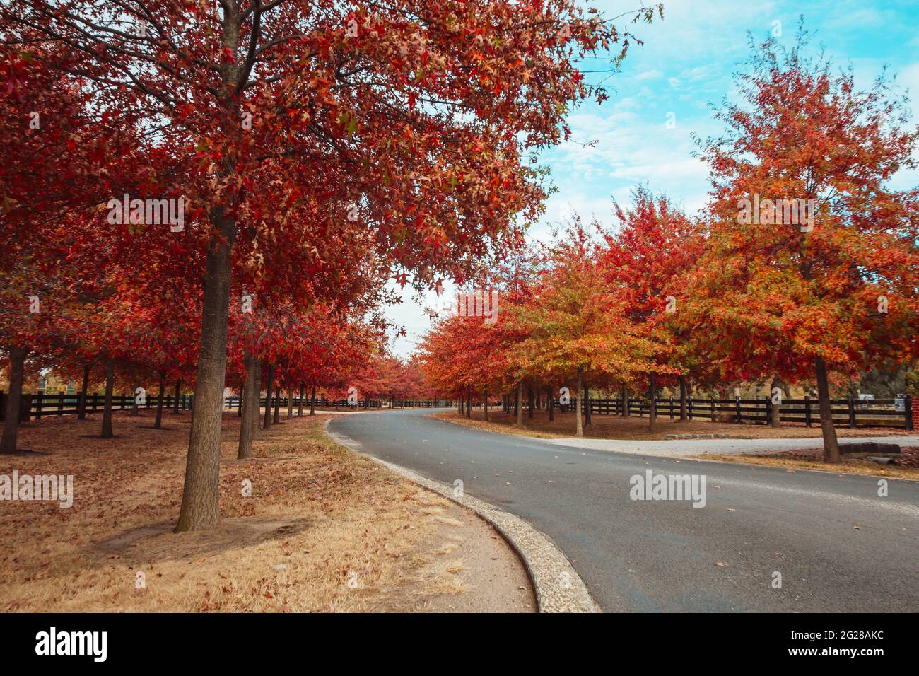 Beautiful Trees in Autumn Lining Streets in Town Stock Photo - Alamy