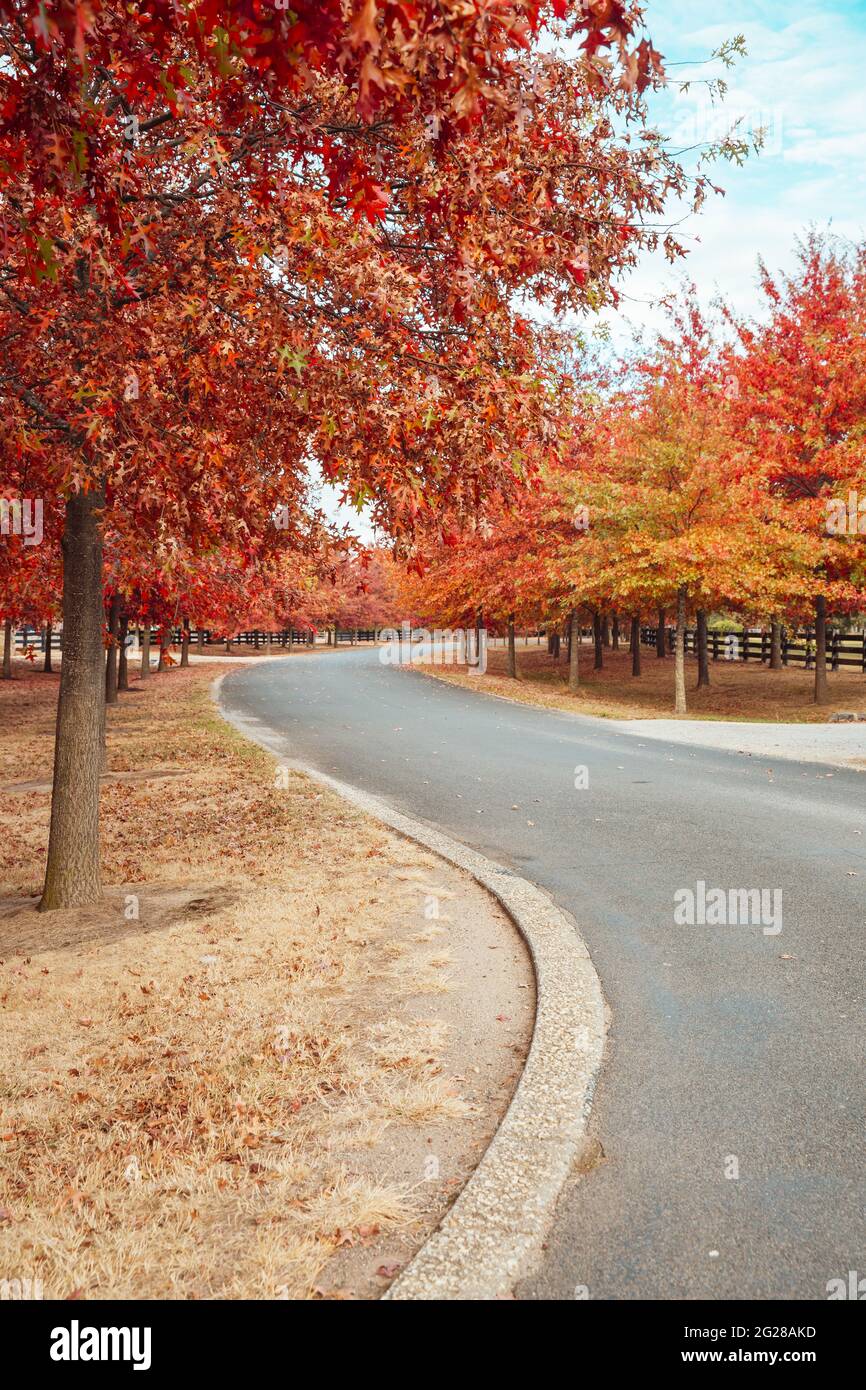 Beautiful Trees in Autumn Lining Streets in Town Stock Photo - Alamy