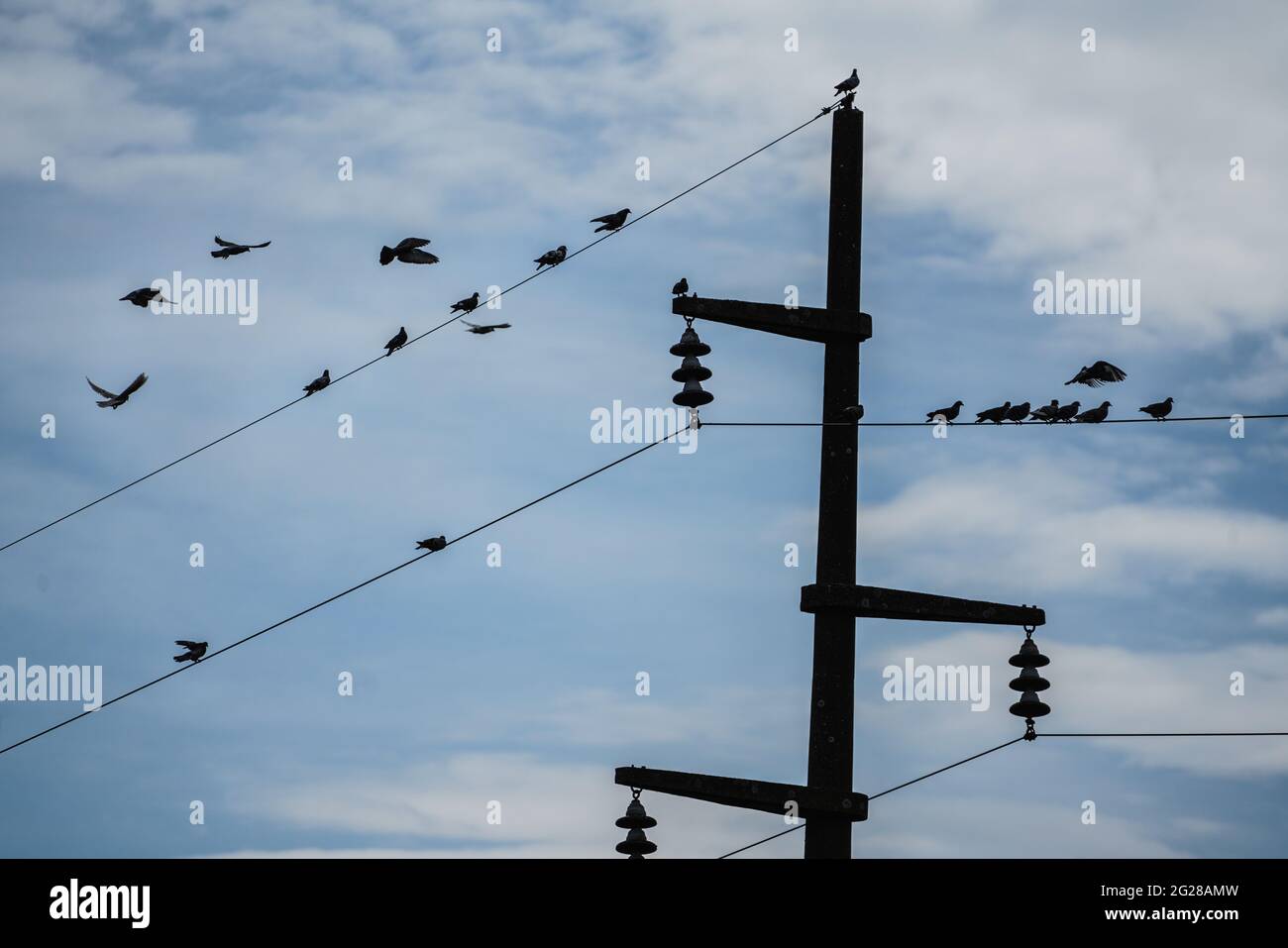 Pigeons on transmission line waiting for the storm Stock Photo - Alamy