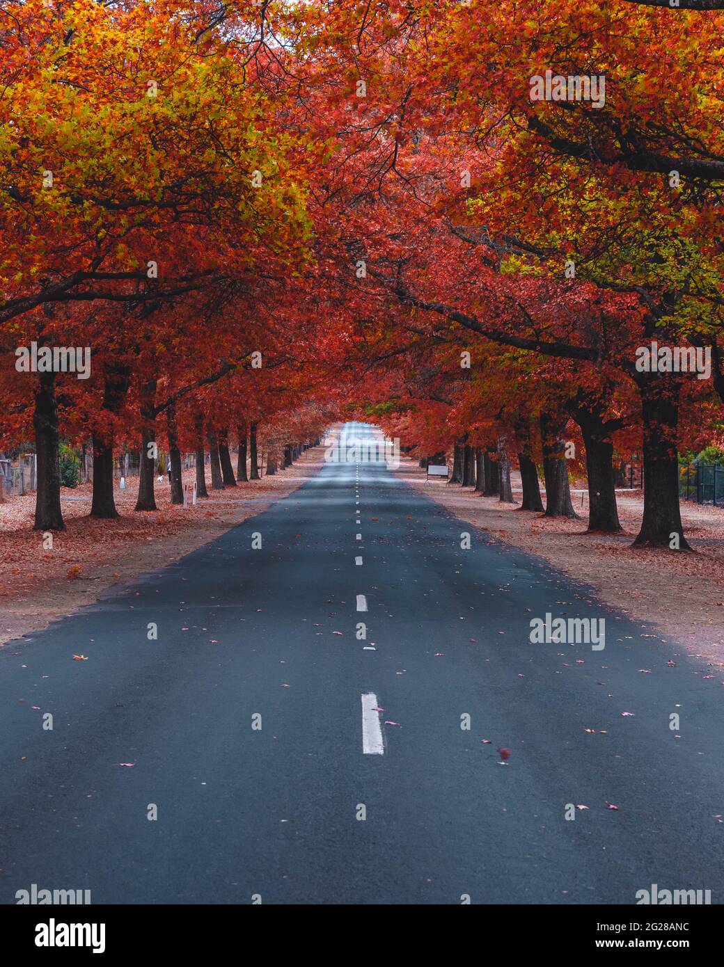 Beautiful Trees in Autumn Lining Streets in Town Stock Photo - Alamy