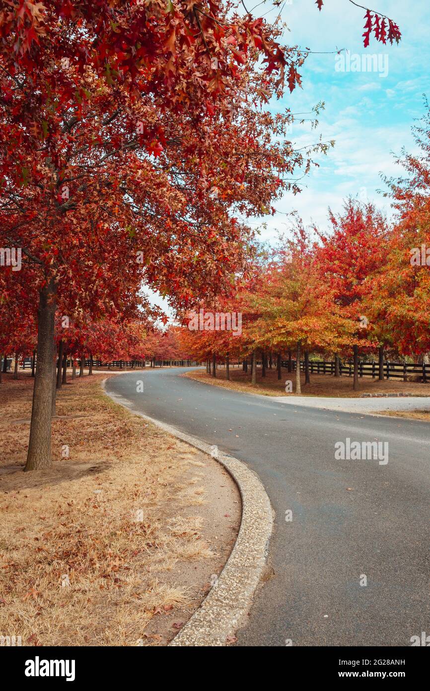 Beautiful Trees in Autumn Lining Streets in Town Stock Photo - Alamy