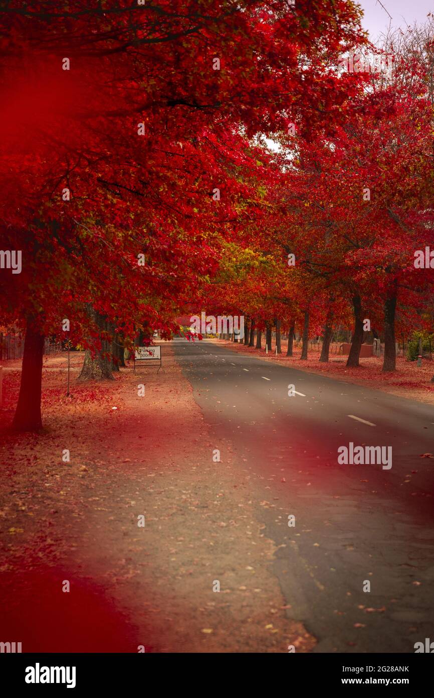 Street planted orange trees hi-res stock photography and images - Alamy