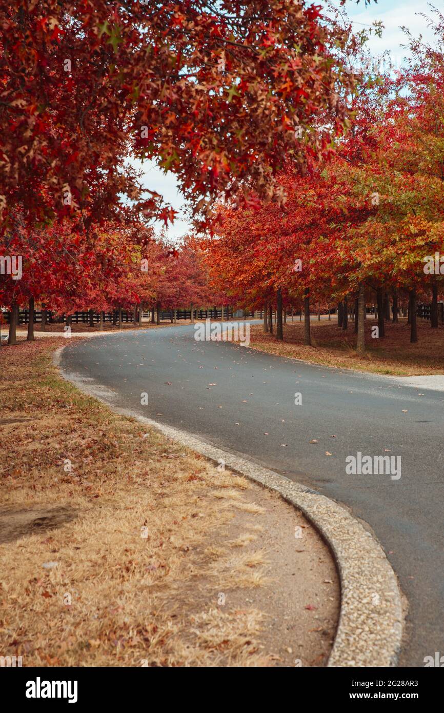 Beautiful Trees in Autumn Lining Streets in Town Stock Photo - Alamy