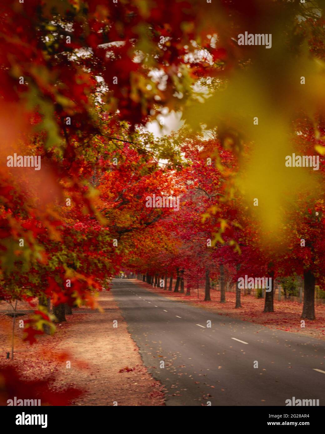 Beautiful Trees in Autumn Lining Streets in Town Stock Photo - Alamy