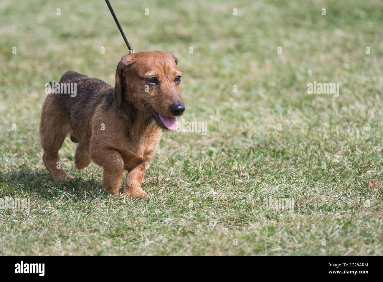 tiny short hair dog Stock Photo - Alamy