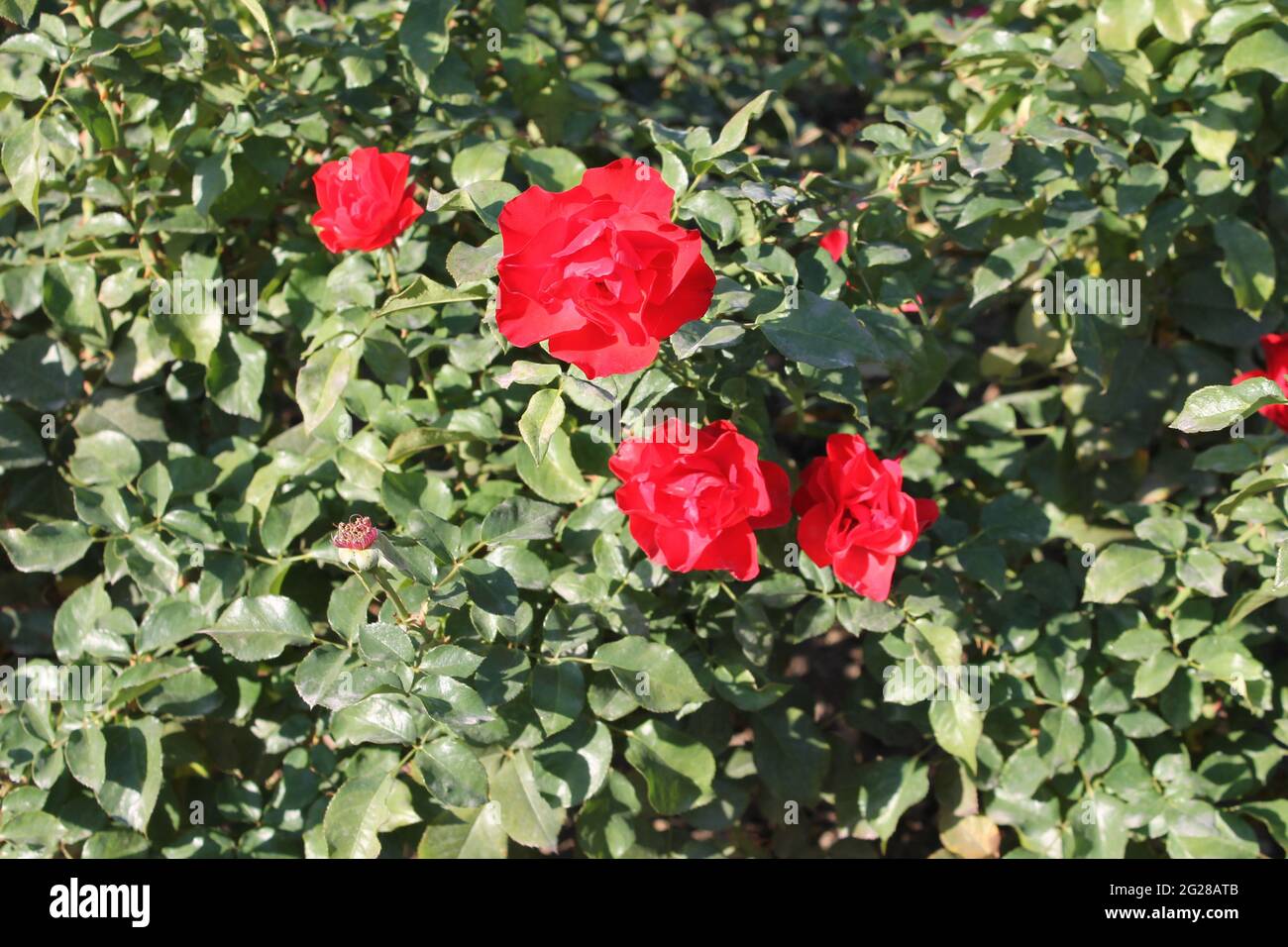 red and white roses Stock Photo - Alamy