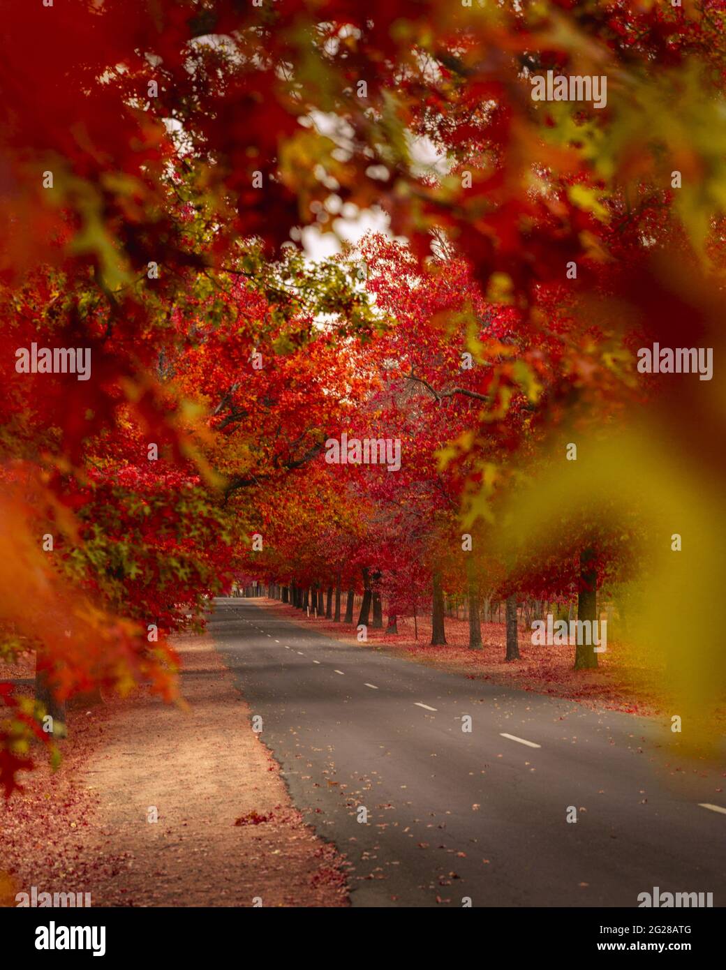 Beautiful Trees in Autumn Lining Streets in Town Stock Photo - Alamy