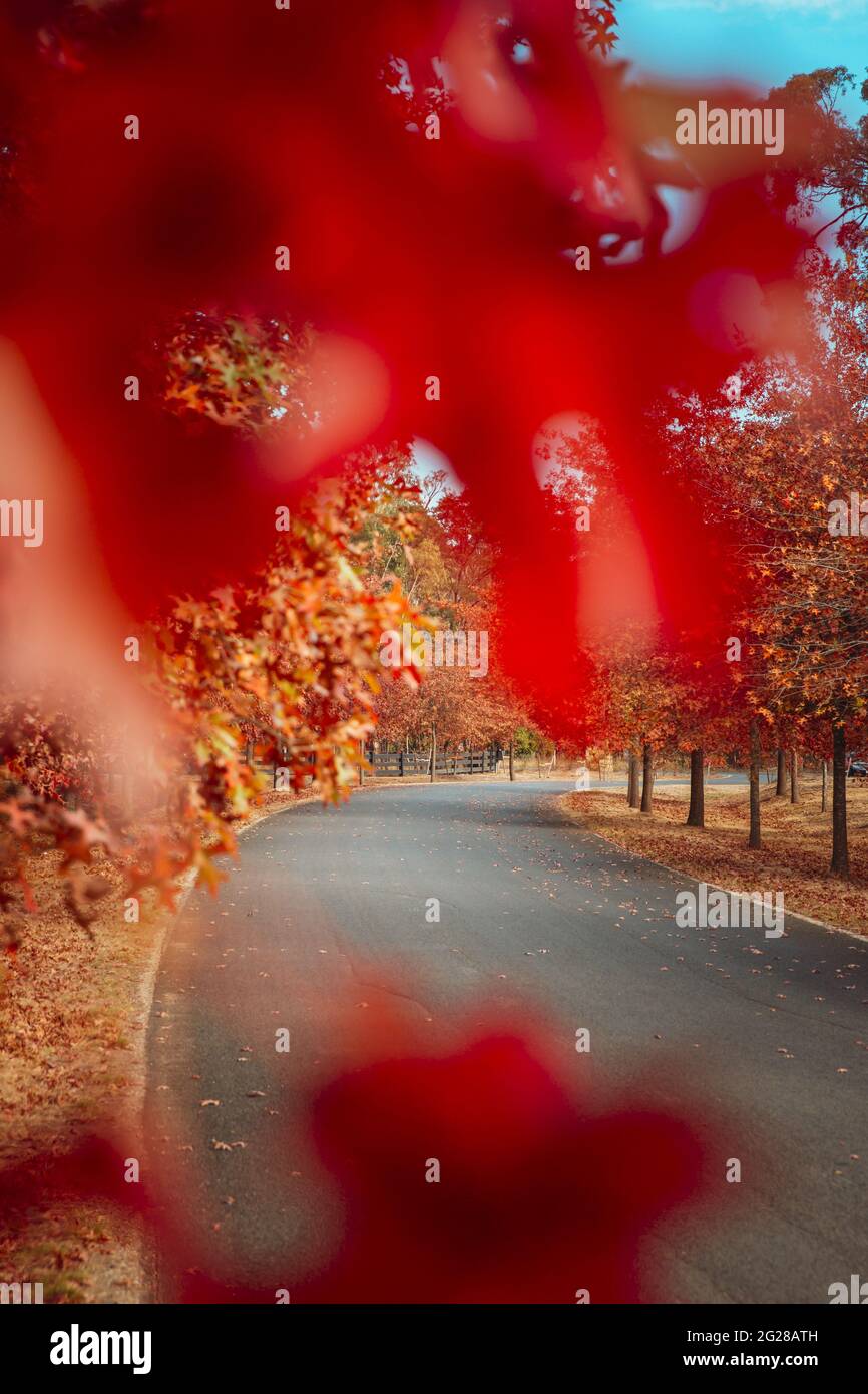 Beautiful Trees in Autumn Lining Streets in Town Stock Photo - Alamy