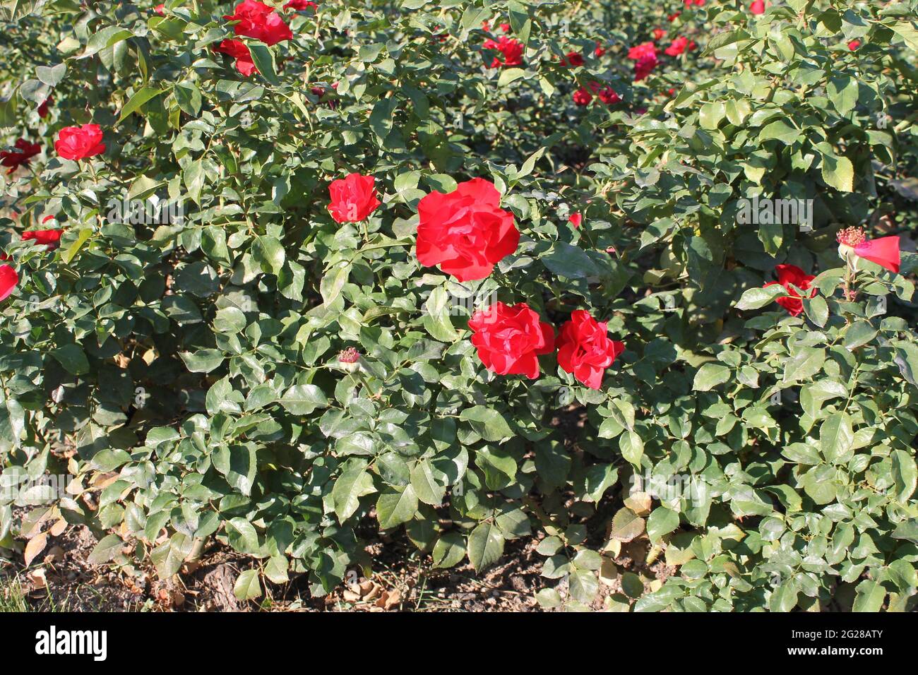red and white roses Stock Photo - Alamy
