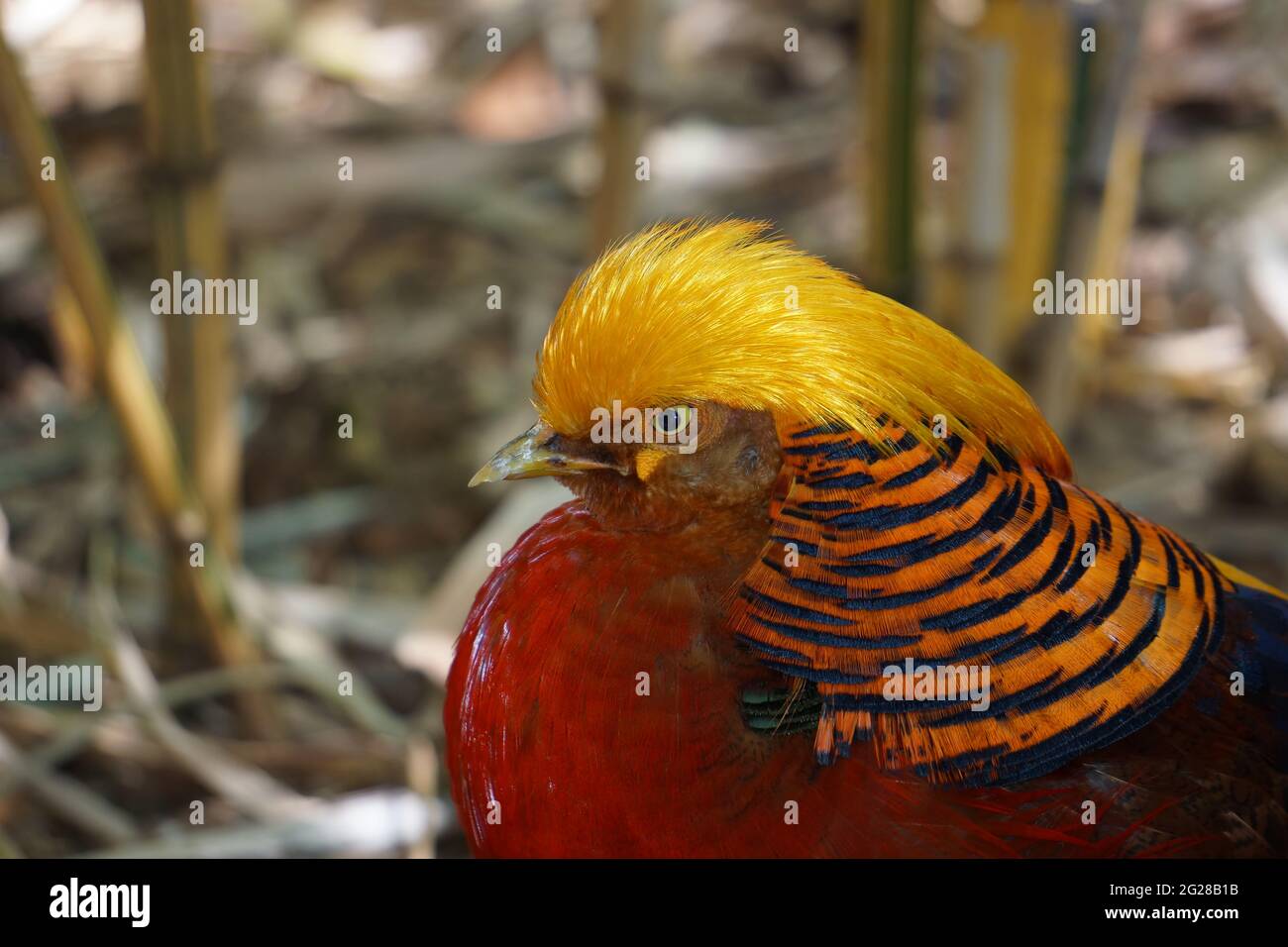 Golden pheasant chrysolophus pictus hi-res stock photography and images ...