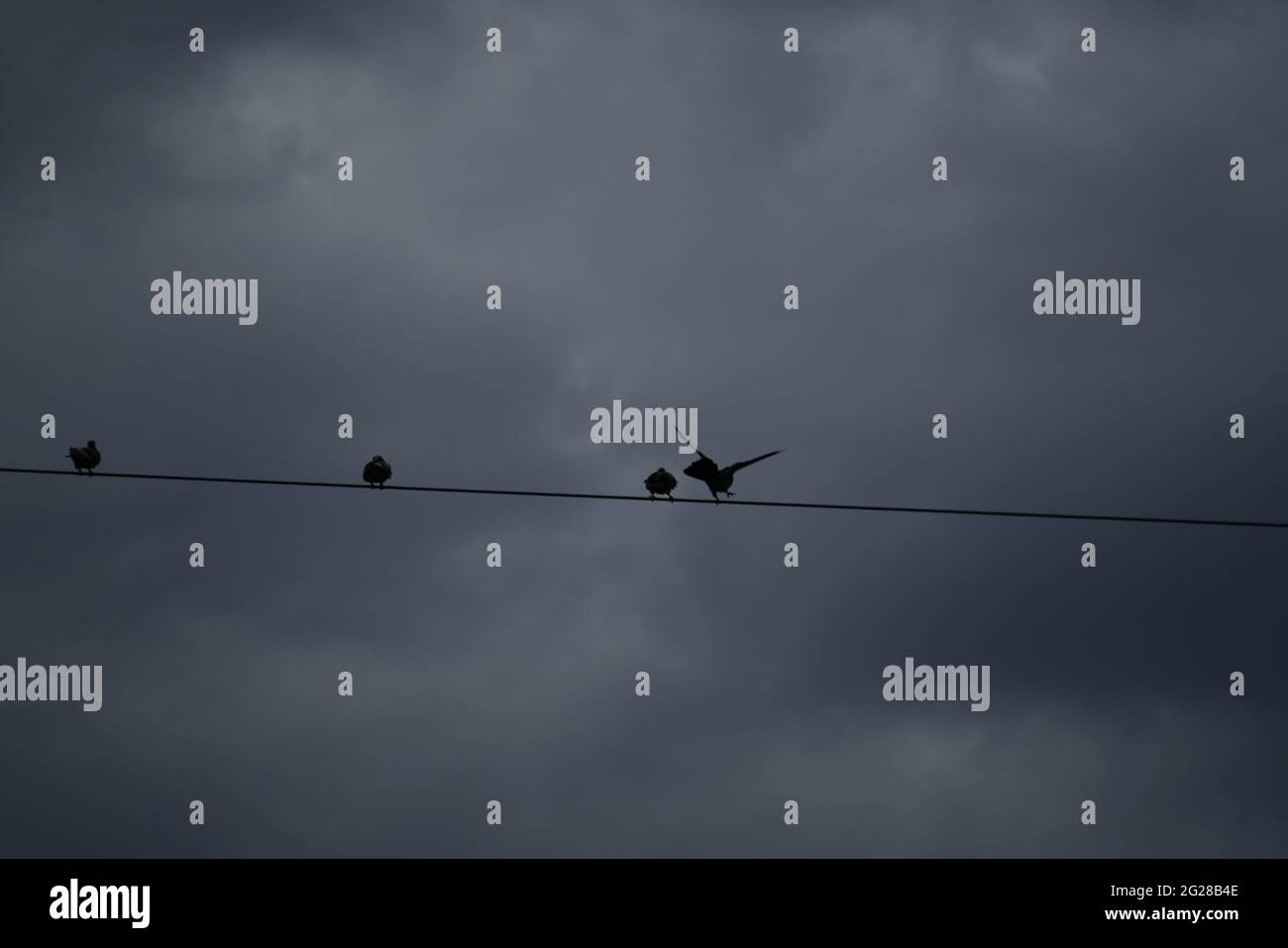 Pigeons on transmission line waiting for the storm Stock Photo - Alamy