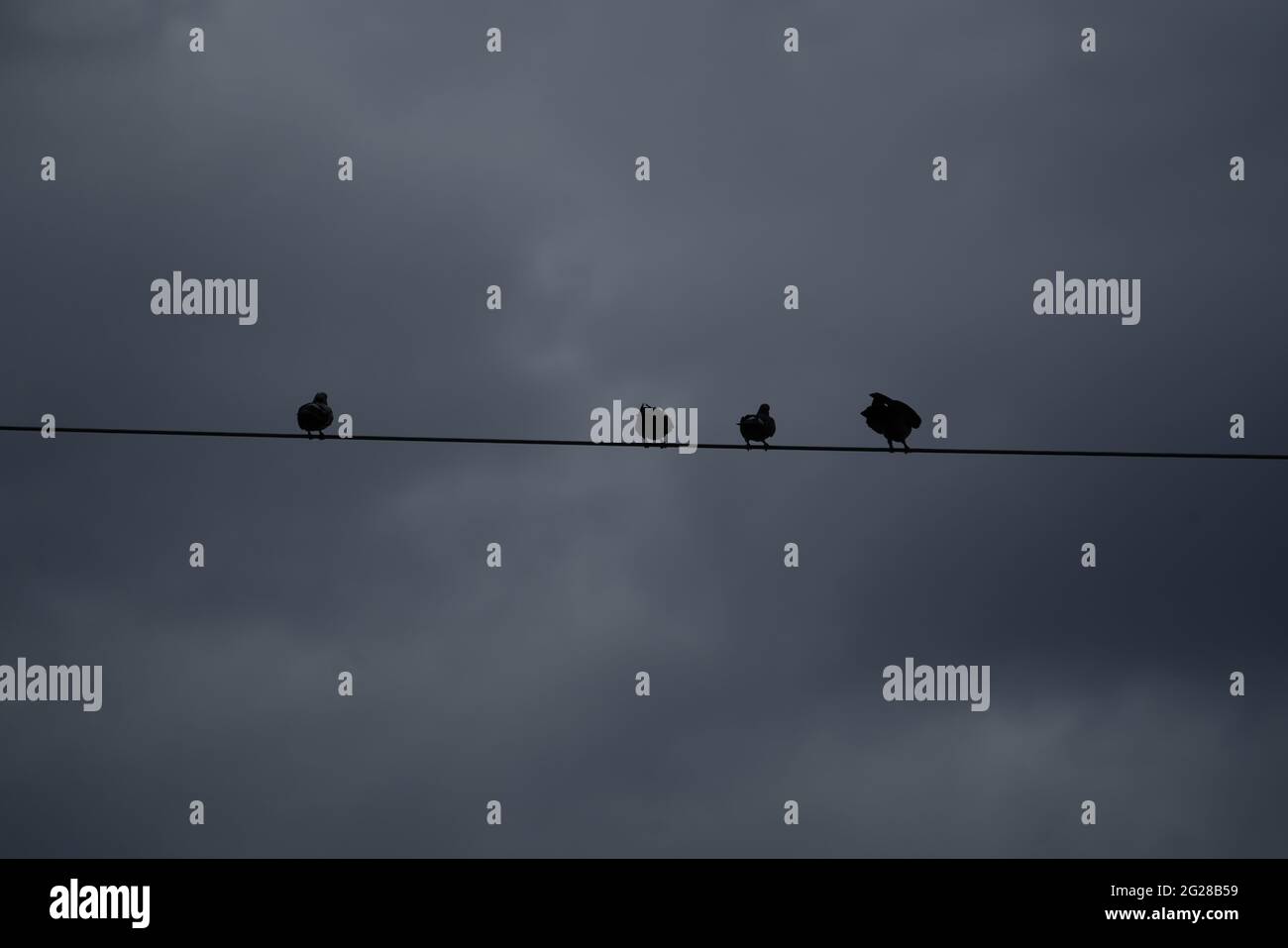 Pigeons on transmission line waiting for the storm Stock Photo - Alamy