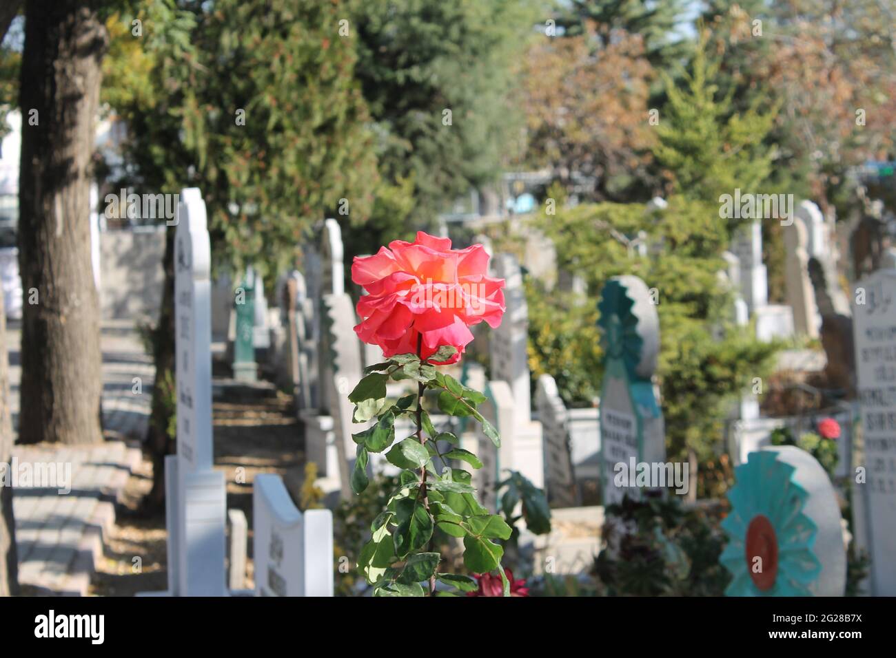cemetery, tombstones, roses, trees Stock Photo - Alamy