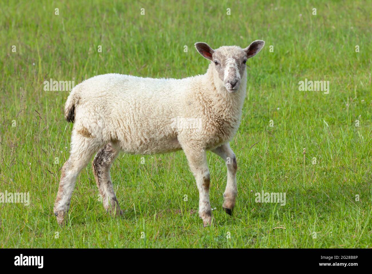 Side view of a lamb hi-res stock photography and images - Alamy