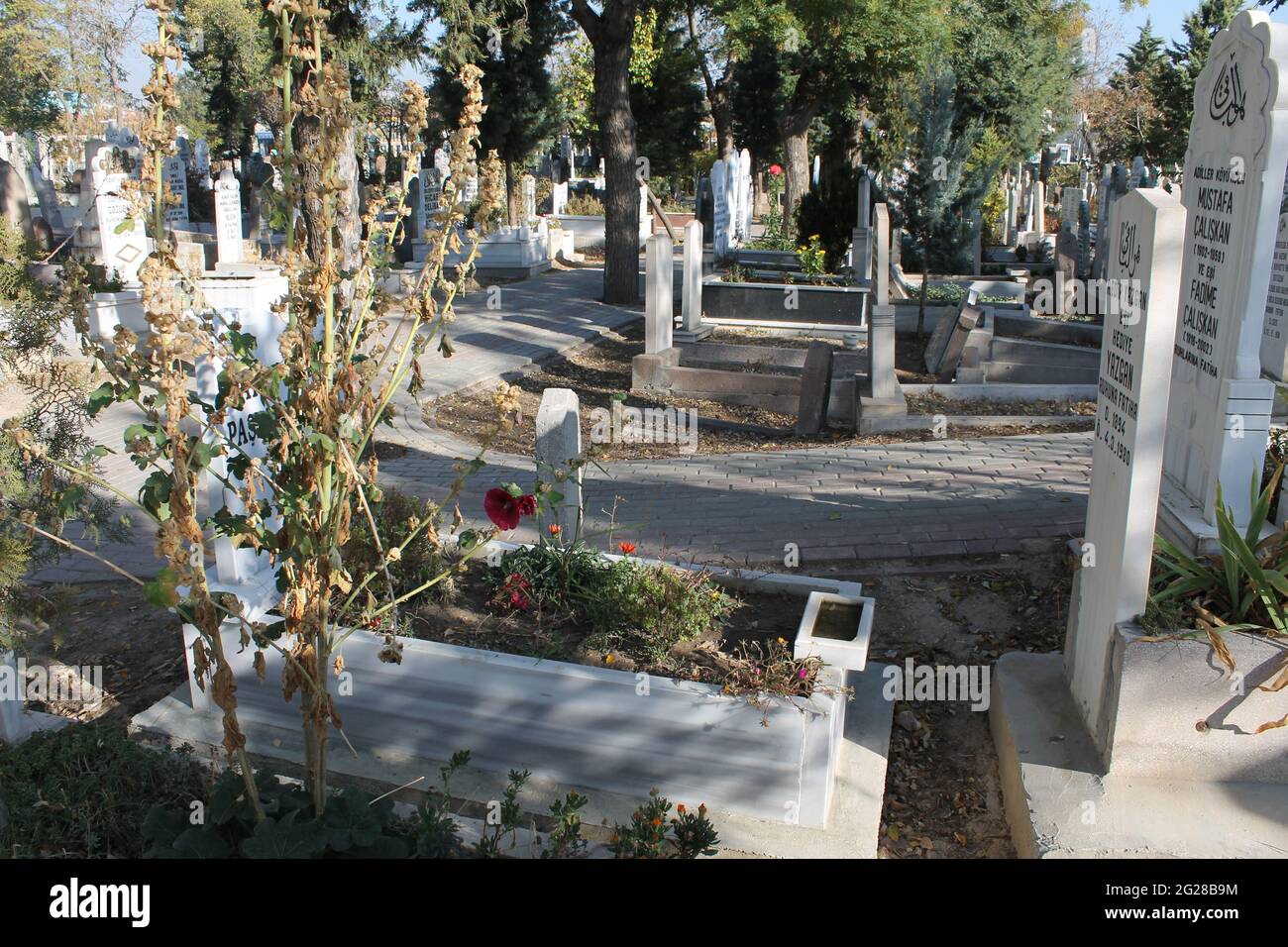 cemetery, tombstones, roses, trees Stock Photo - Alamy