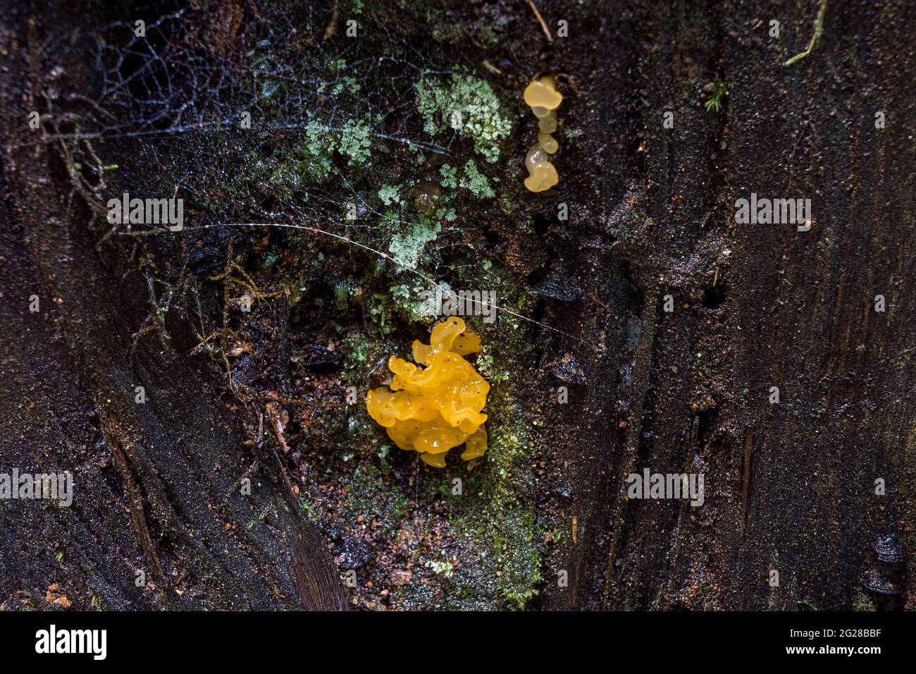 Bright yellow jelly fungus (tremella mesenterica) growing on a mossy ...