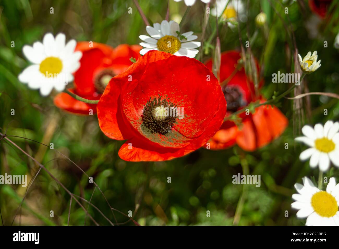 Poppy flower farm with nature hi-res stock photography and images - Alamy
