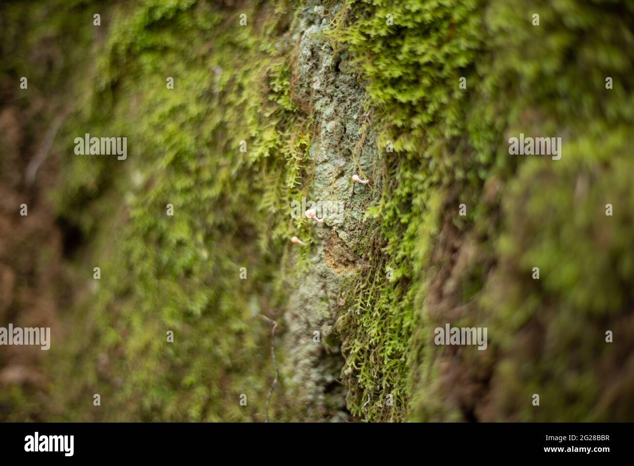 New zealand moss hi-res stock photography and images - Alamy