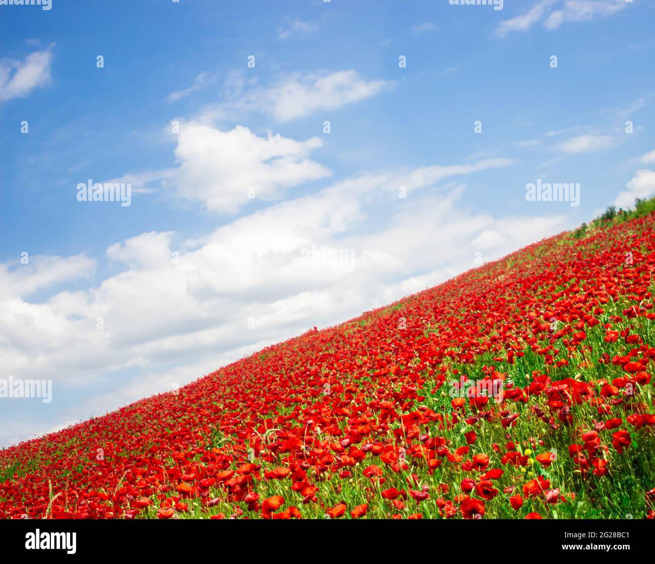 Poppy flowers outdoor hi-res stock photography and images - Alamy