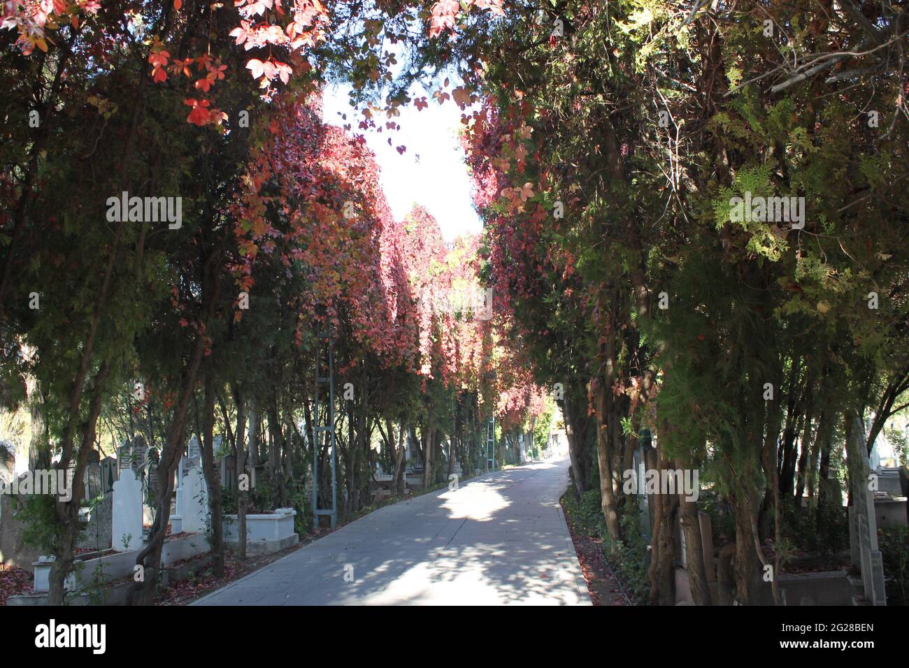 sunny road with pink purple Stock Photo - Alamy