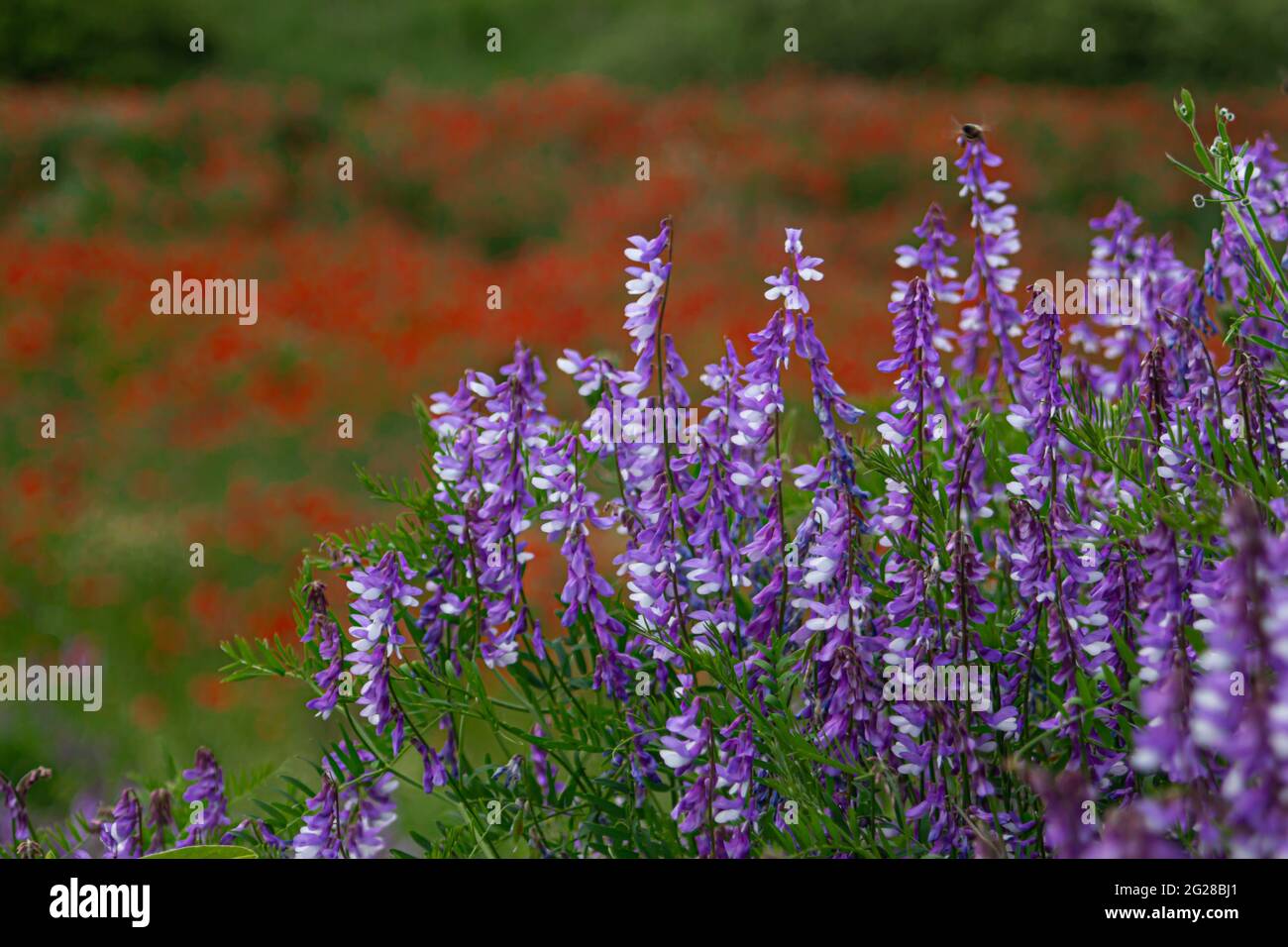 Purple wild flo hi-res stock photography and images - Alamy