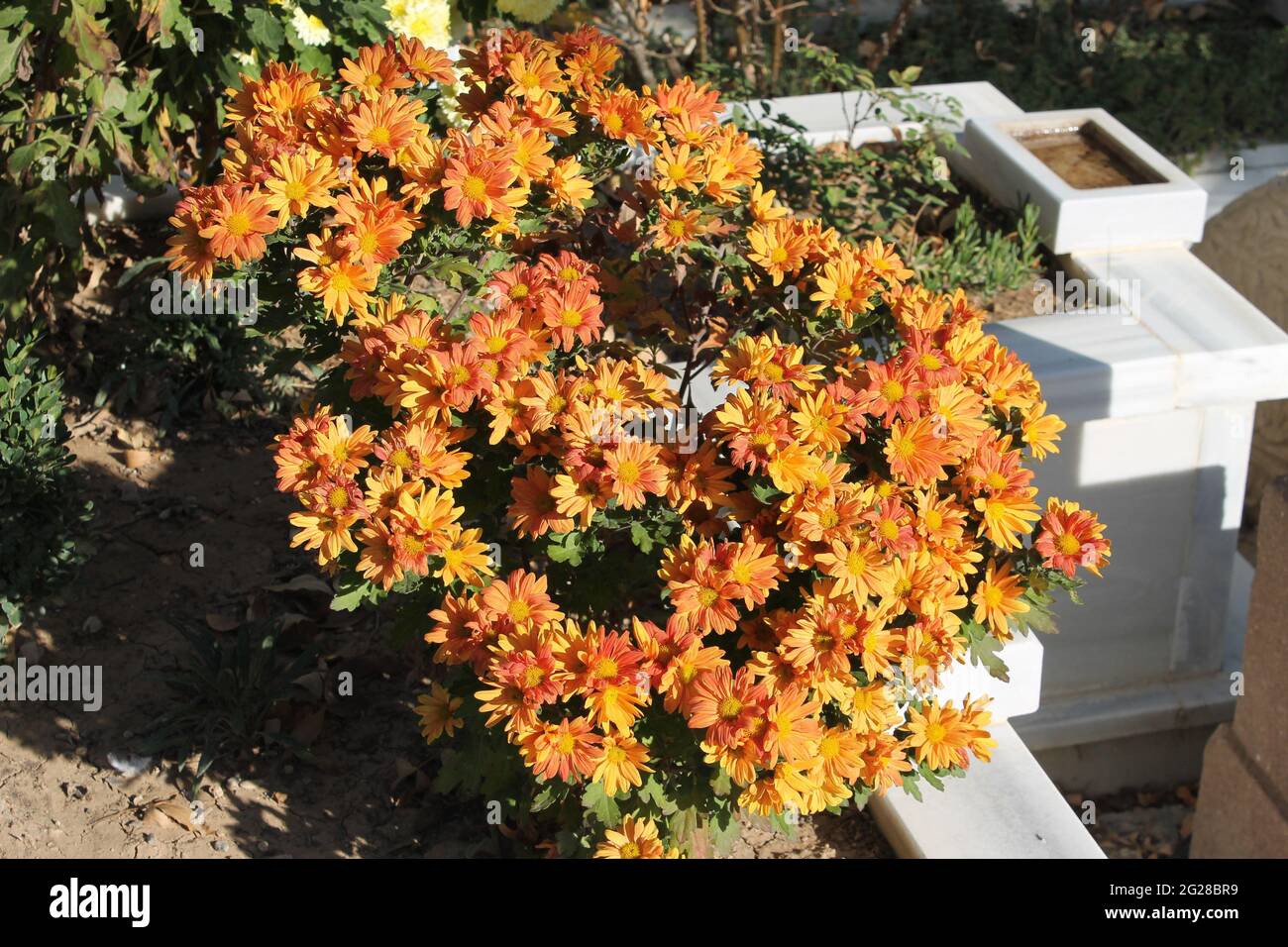 cemetery, tombstones, roses, trees Stock Photo - Alamy