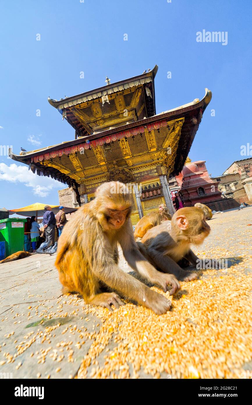 Swayambhunath Temple, Monkey Temple, UNESCO World Heritage Siite ...