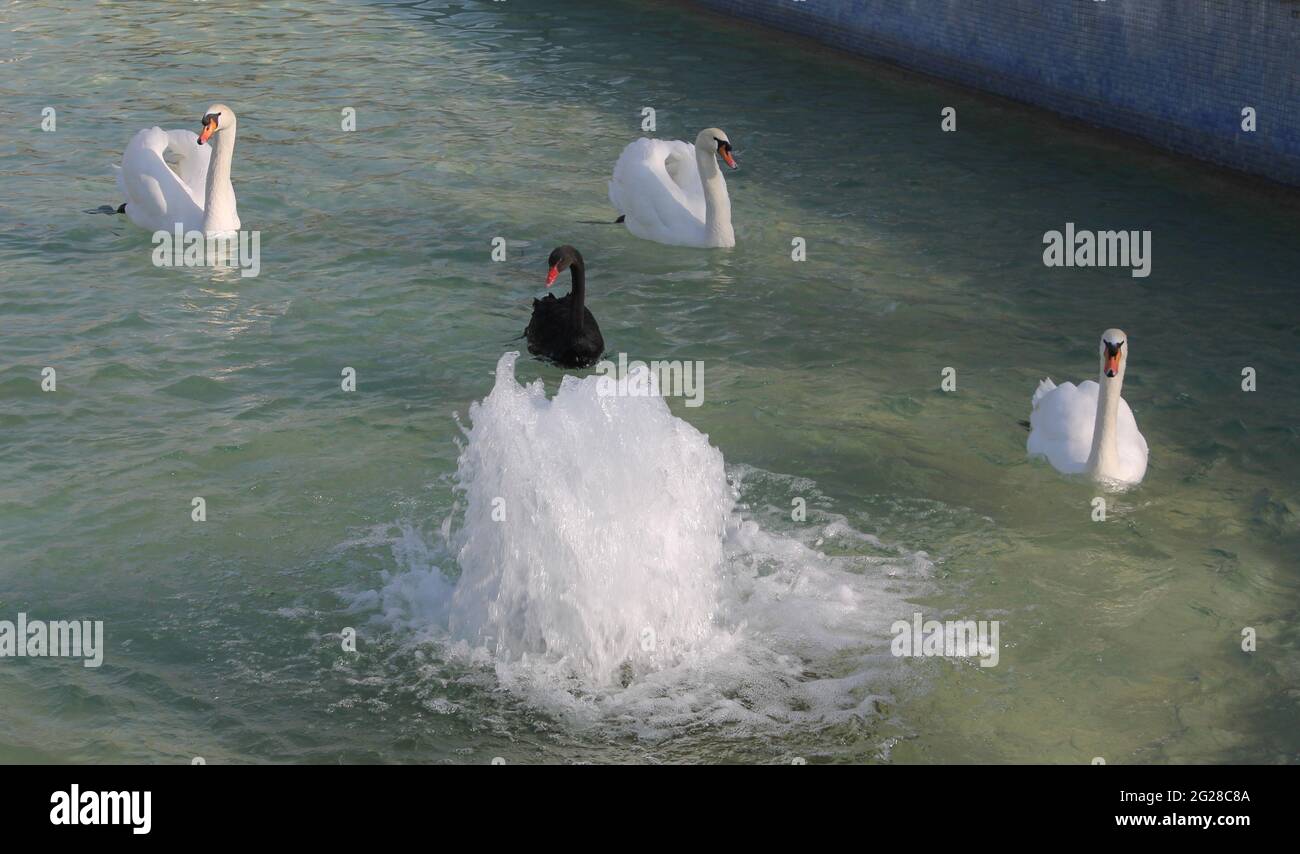 elegant black and white swans swimming in groups in the pool and their ...