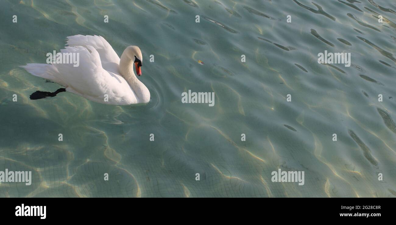 elegant black and white swans swimming in groups in the pool and their ...
