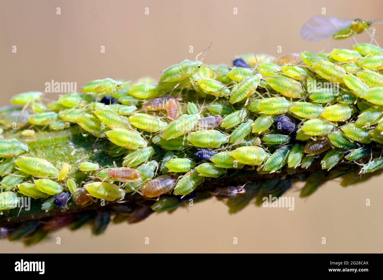 Aphis hi-res stock photography and images - Alamy