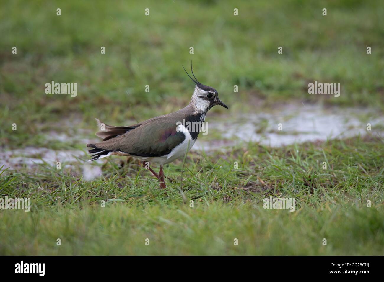 Female northern lapwing vanellus vanellus hi-res stock photography and ...