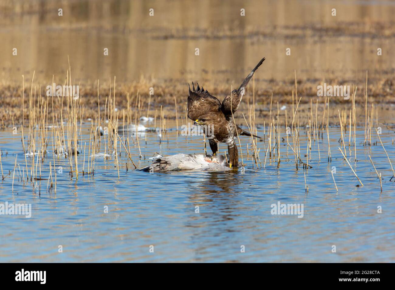 Hunted bird hi-res stock photography and images - Alamy