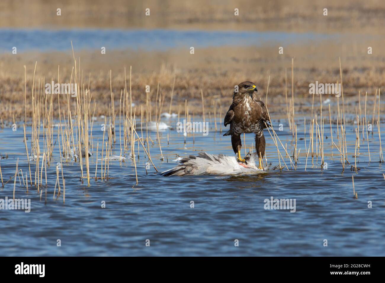 Hunted bird hi-res stock photography and images - Alamy