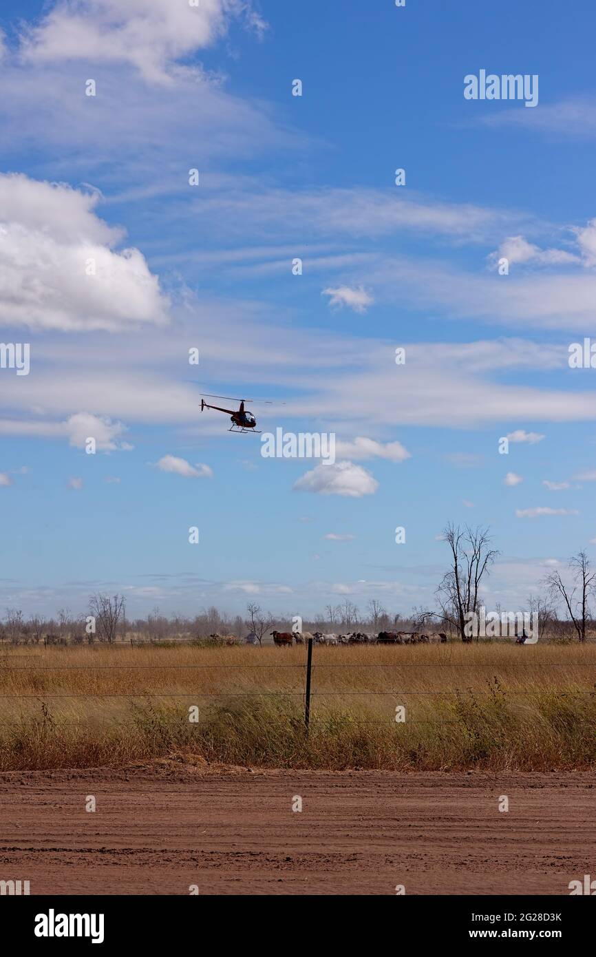 Mustering cows hi-res stock photography and images - Alamy