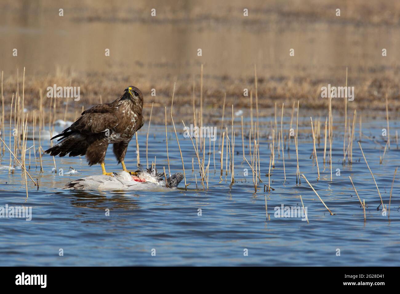 Hunted bird hi-res stock photography and images - Alamy