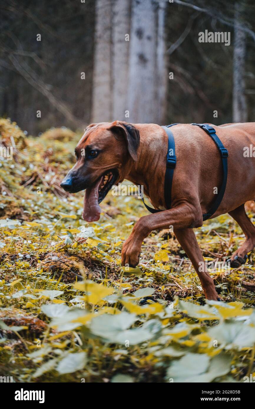 Rhodesien hi-res stock photography and images - Alamy