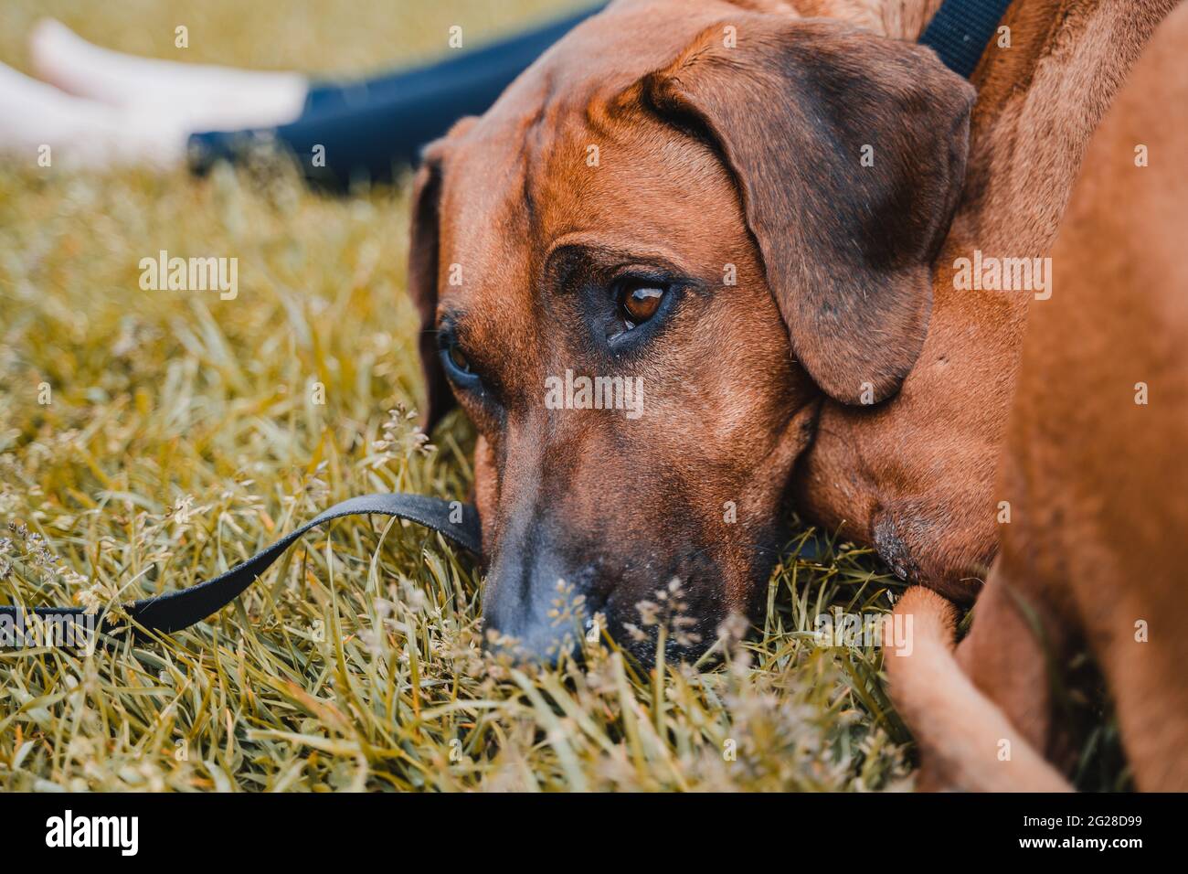 Black rhodesian ridgeback hi-res stock photography and images - Alamy