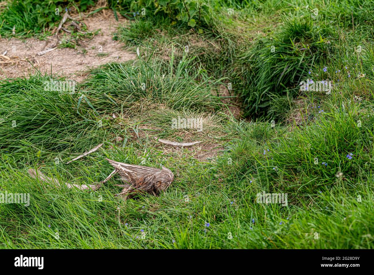 Scottish Fox High Resolution Stock Photography and Images - Alamy