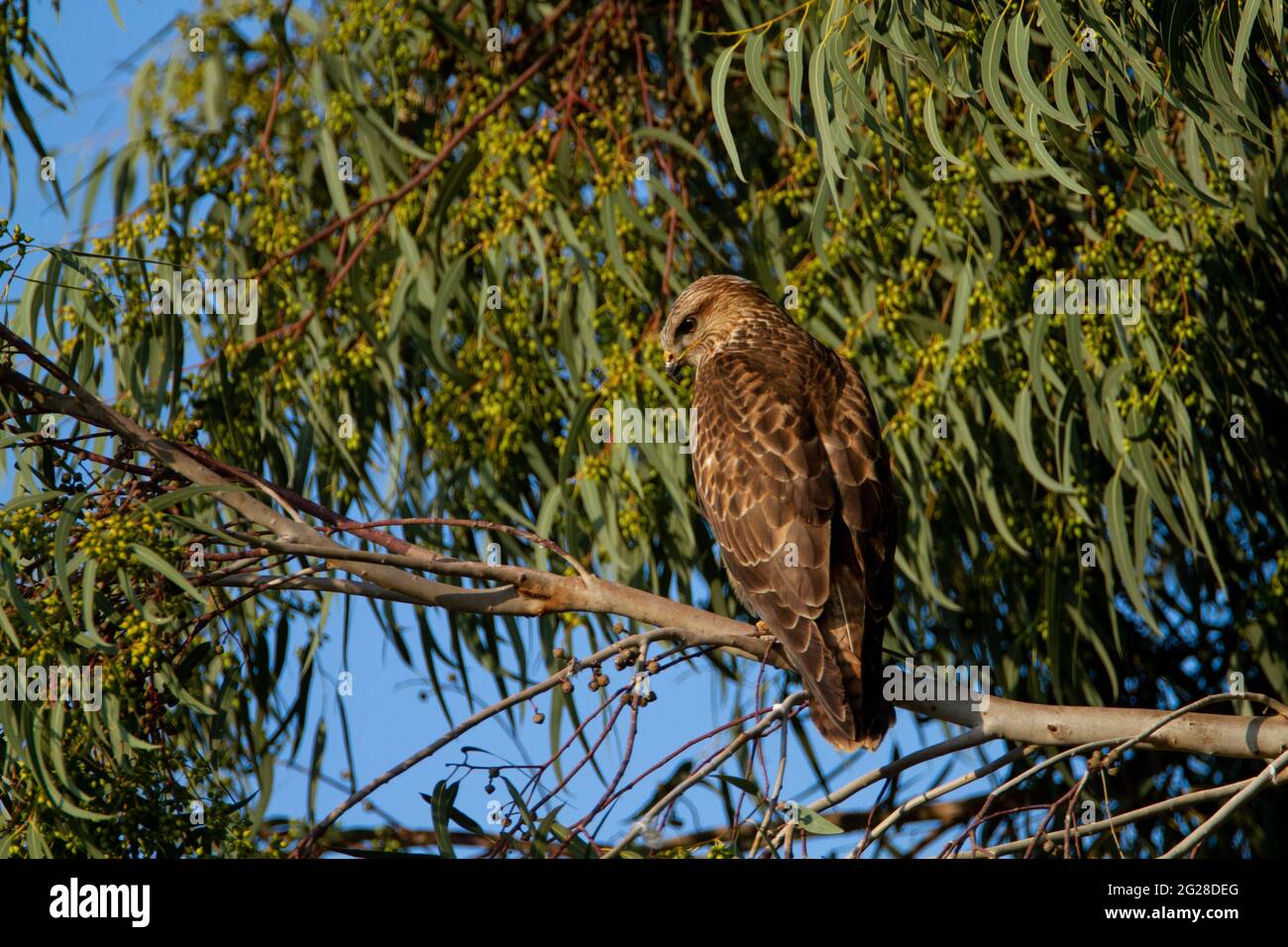 Buzzards tree hi-res stock photography and images - Alamy