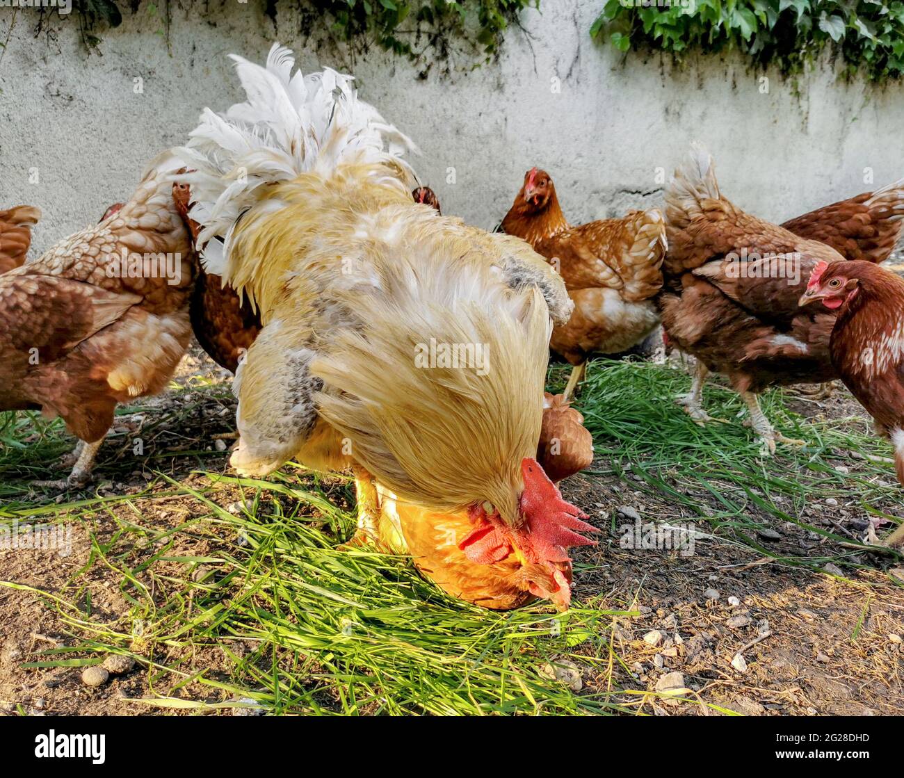 Close-up of domestic chickens, hens and rooster in muddy yard on a farm ...